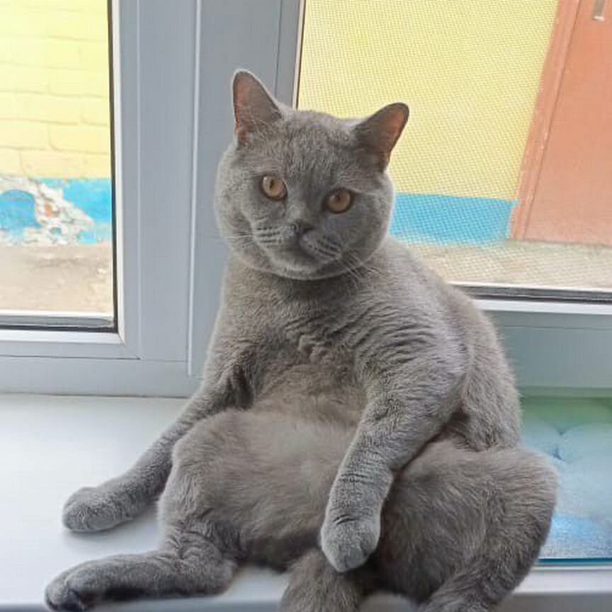 Котик в добрые руки