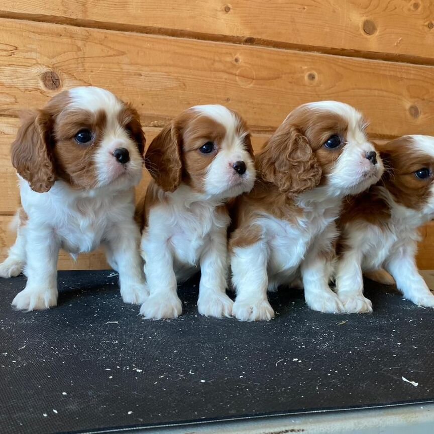 Кинг чарльз спаниель щенки