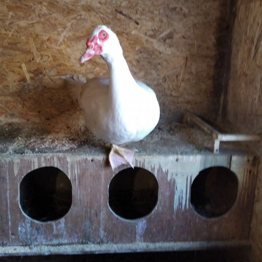 Яйцо мускусной утки