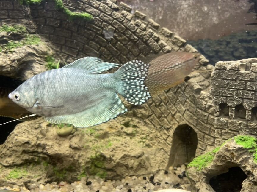 Рыба. Гурами. Аквариумная рыба