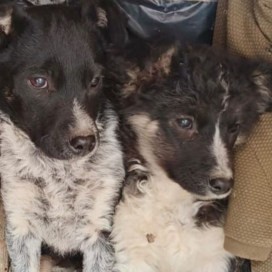 Щенки маленькой дворовой собачки добрым людям