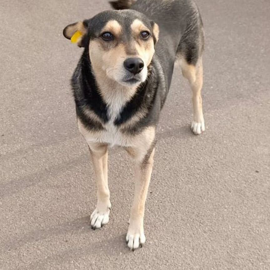 Хорошая девочка ищет дом