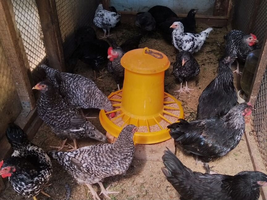 Молодые петушки