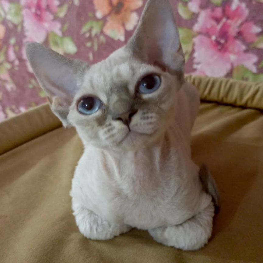 Голубоглазка