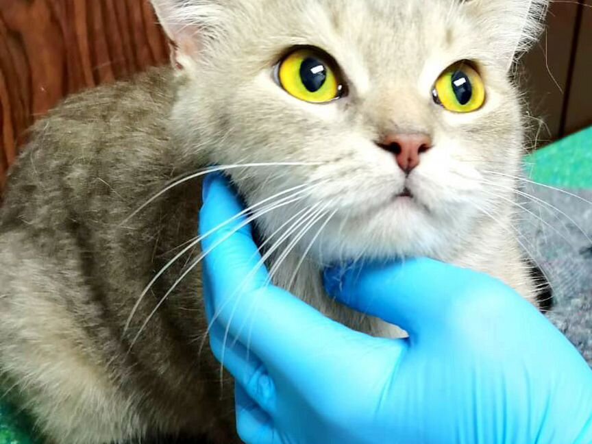 Кошка Тусечка ищет дом