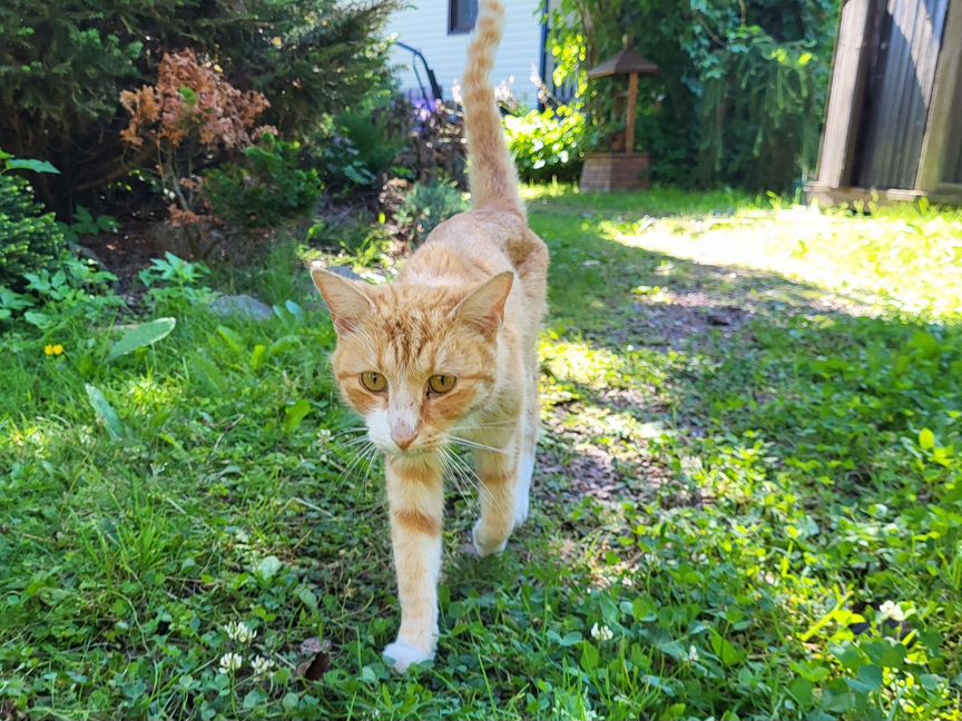 Рыжий котик в добрые руки