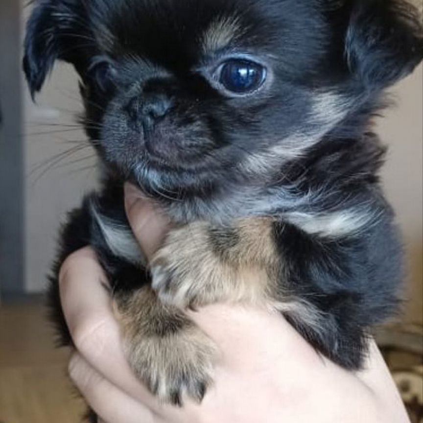 Щенки чихуахуа длинношерстные