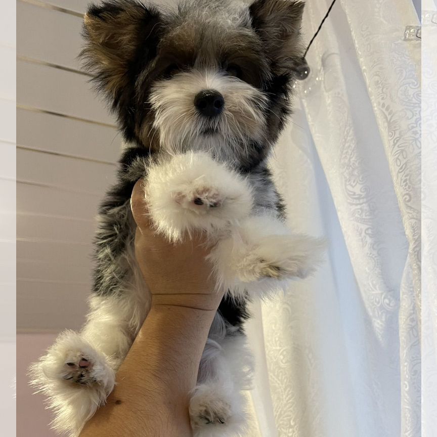 Медвежонок йорк девочка