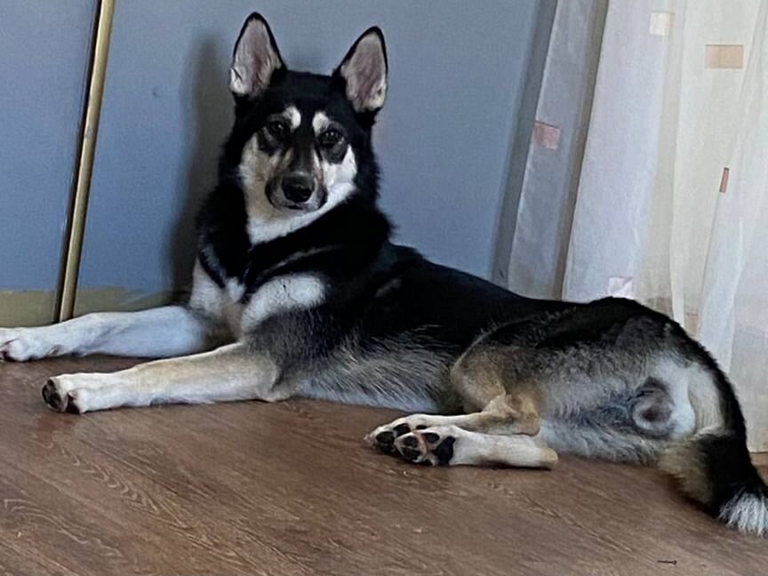 Сибирский хаски (метис с лайкой) в добрые руки