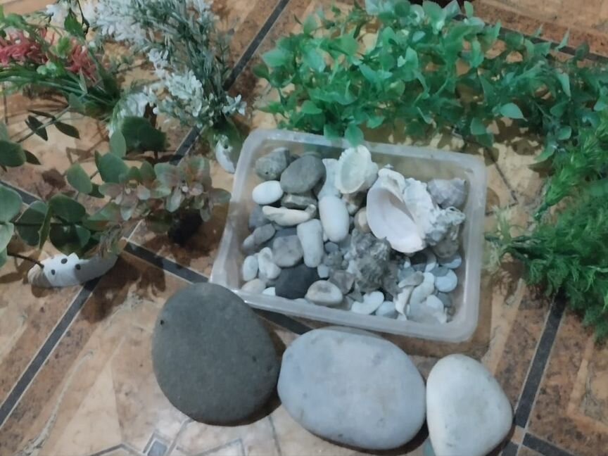 Отдам водоросли и грунт пакетом