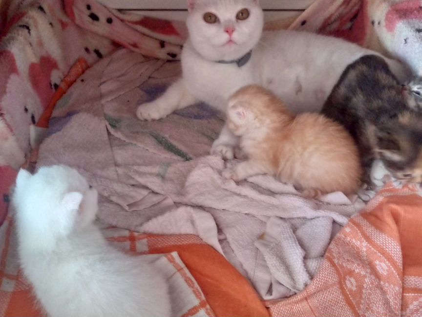 Британские котята