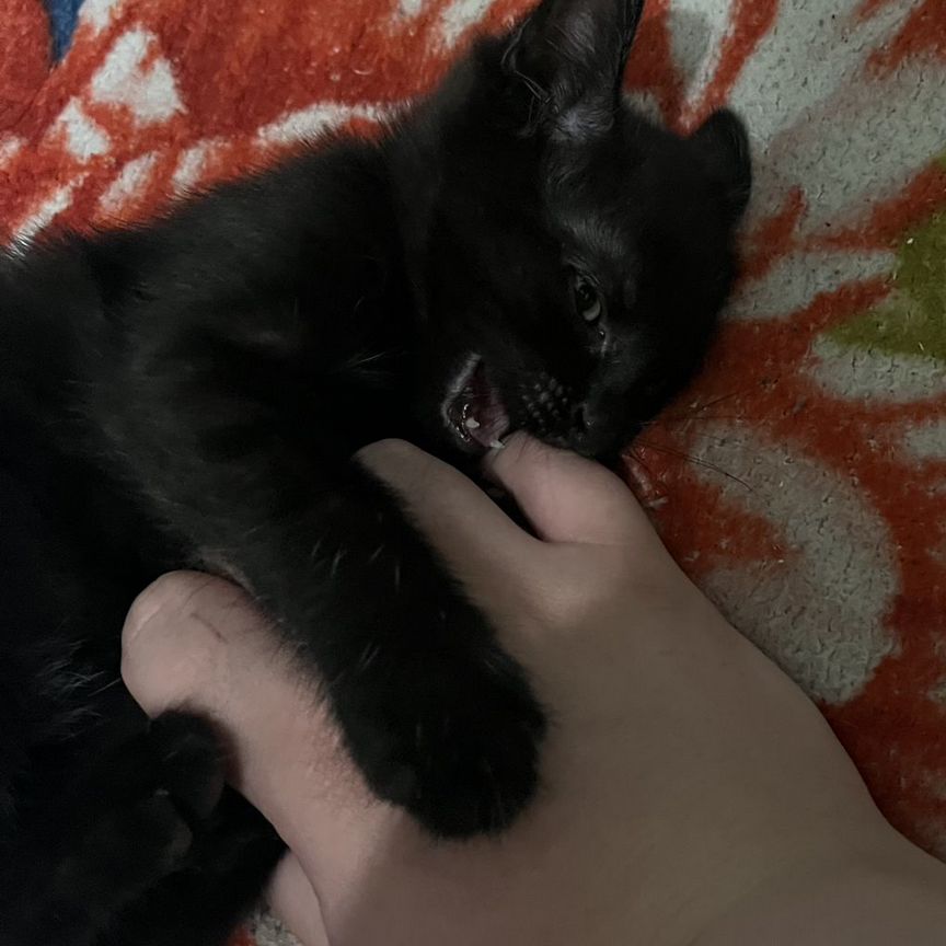 Британский короткошёрстный котёнок