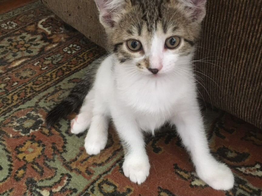 Котята