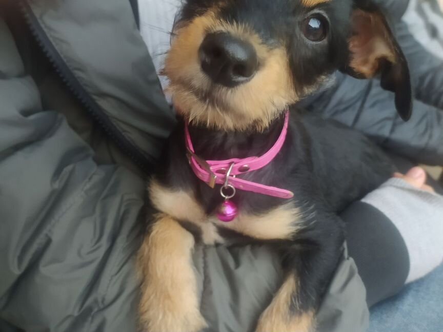 Смесь болонки и таксы