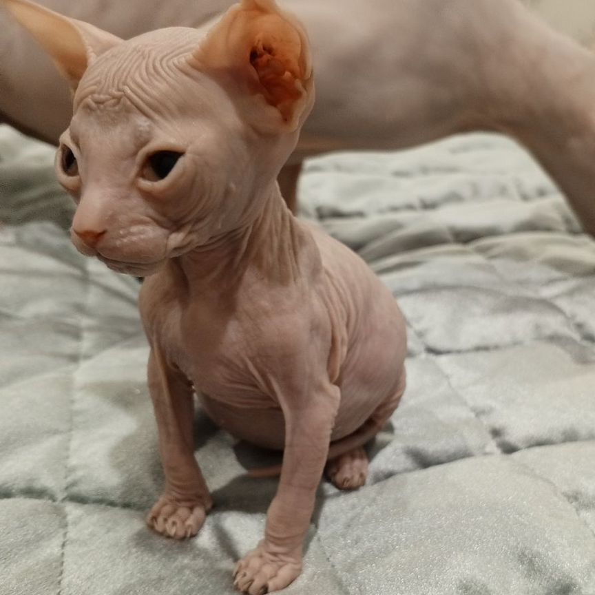 Донской сфинкс котёнок