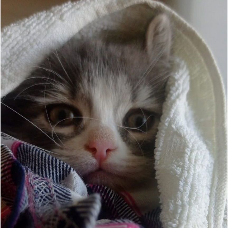 Красивый котенок