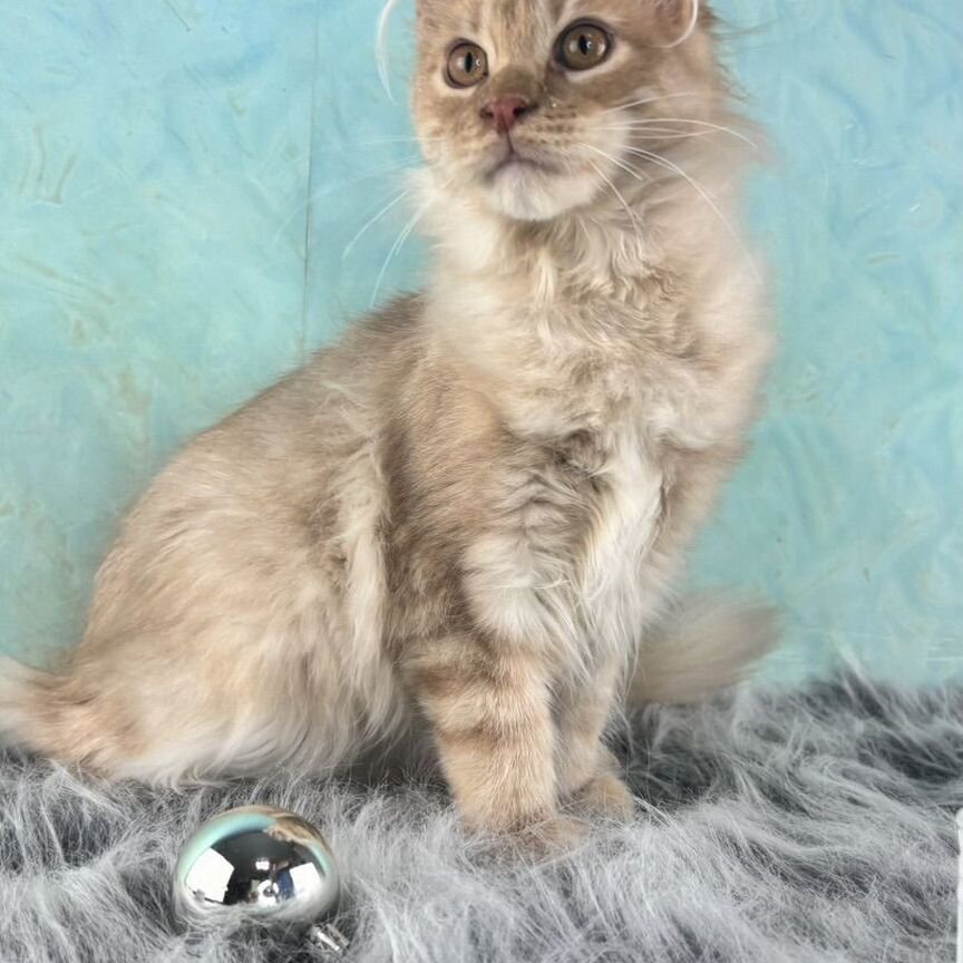 Персиковый котик