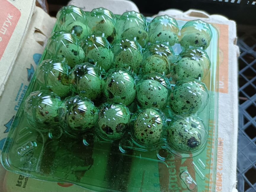 Яйца перепелиные домашние
