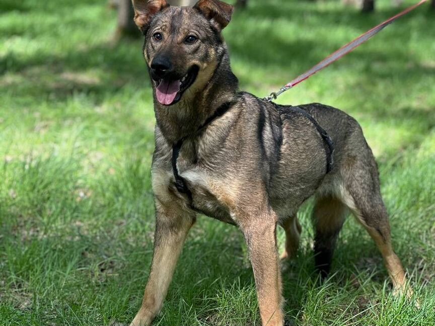 Нежная Лили грустит в приюте