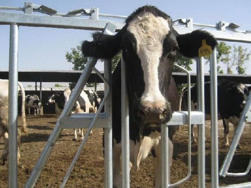 Хедлоки для крс