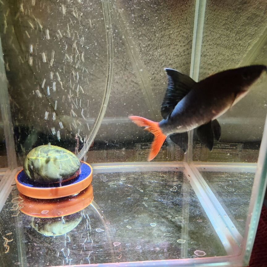 Лабео биколор