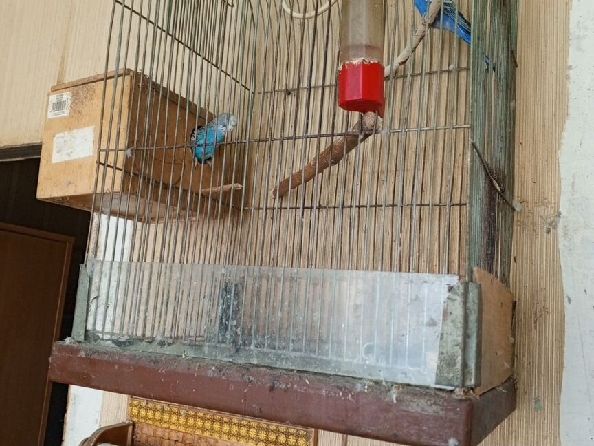 Попугайчик