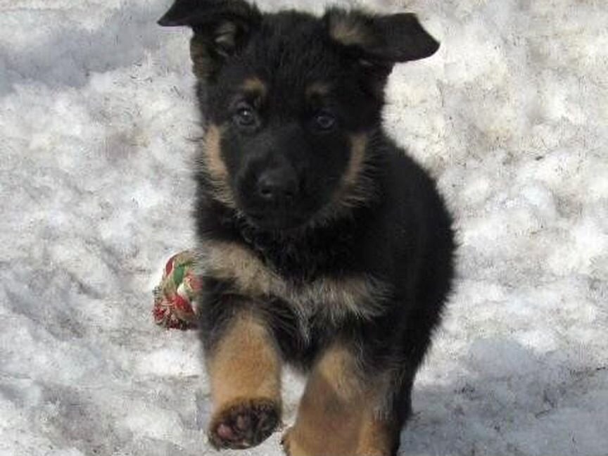 Немцы-овчарки -щенки