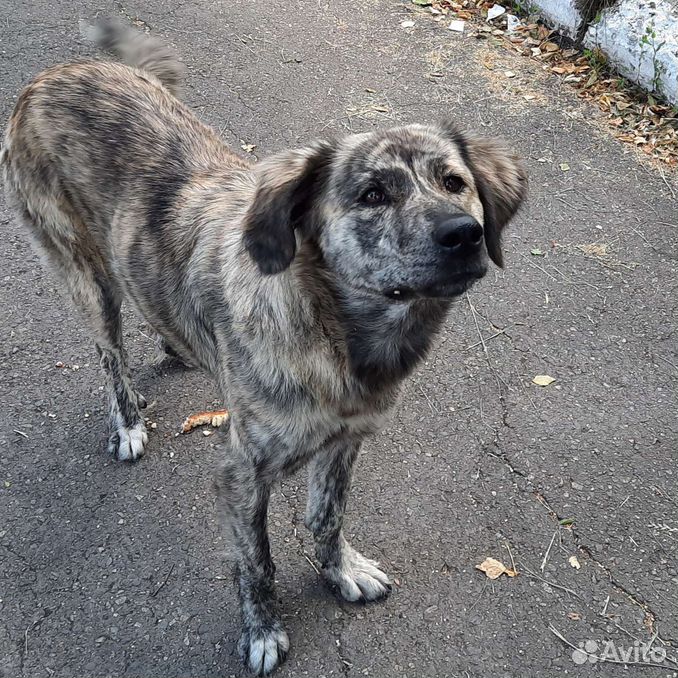 Молодая собачка помесь с тигровой акитой