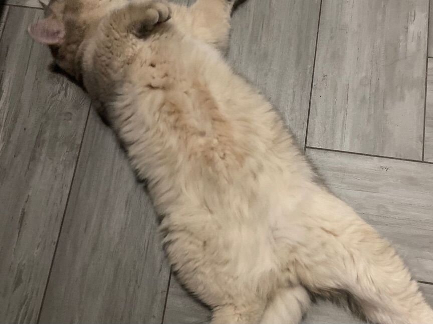 Кот Аутист