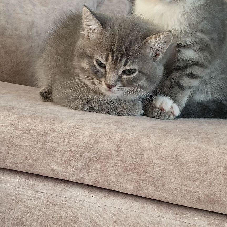 Котята в добрые руки бесплатно 2 девочки