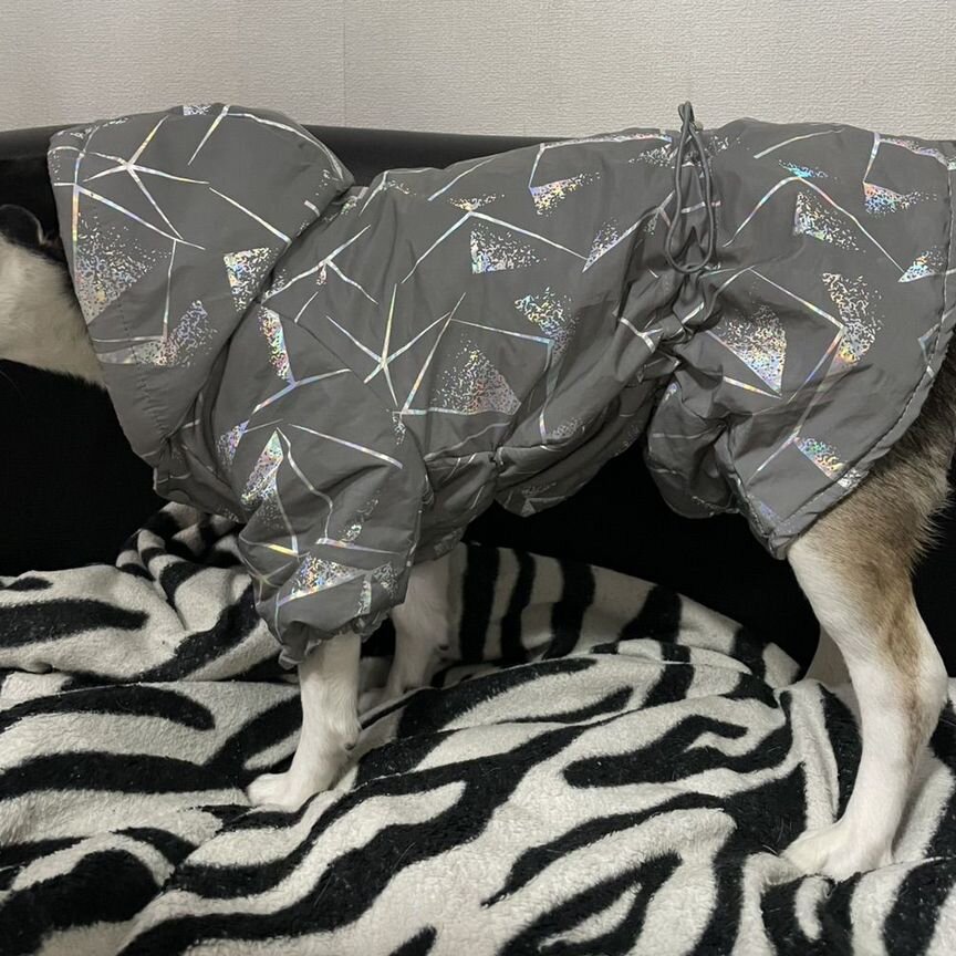 Зимняя одежда для собак