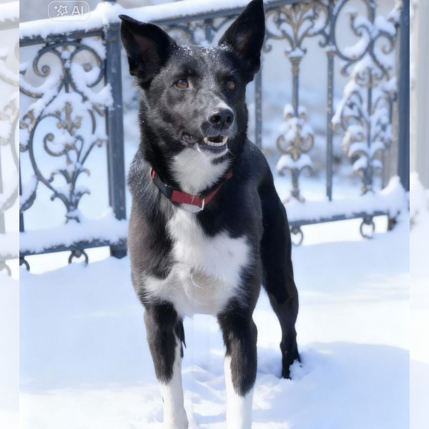 Взрослая собака в добрые руки