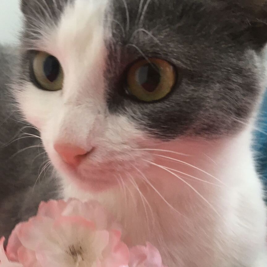 Скромная кисонька спасена с дачи