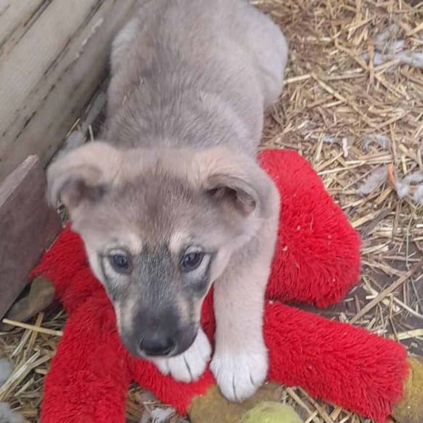 Щенок в добрые руки