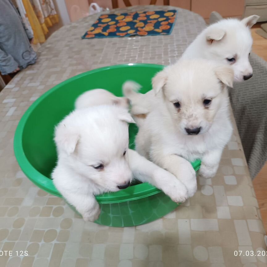 Щенки лайки