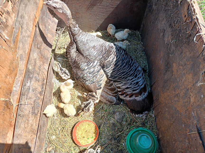 Индюшка с индюшатами