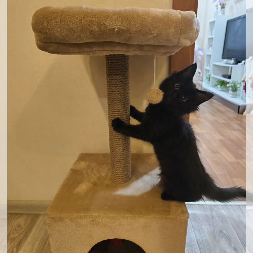 Когтеточка