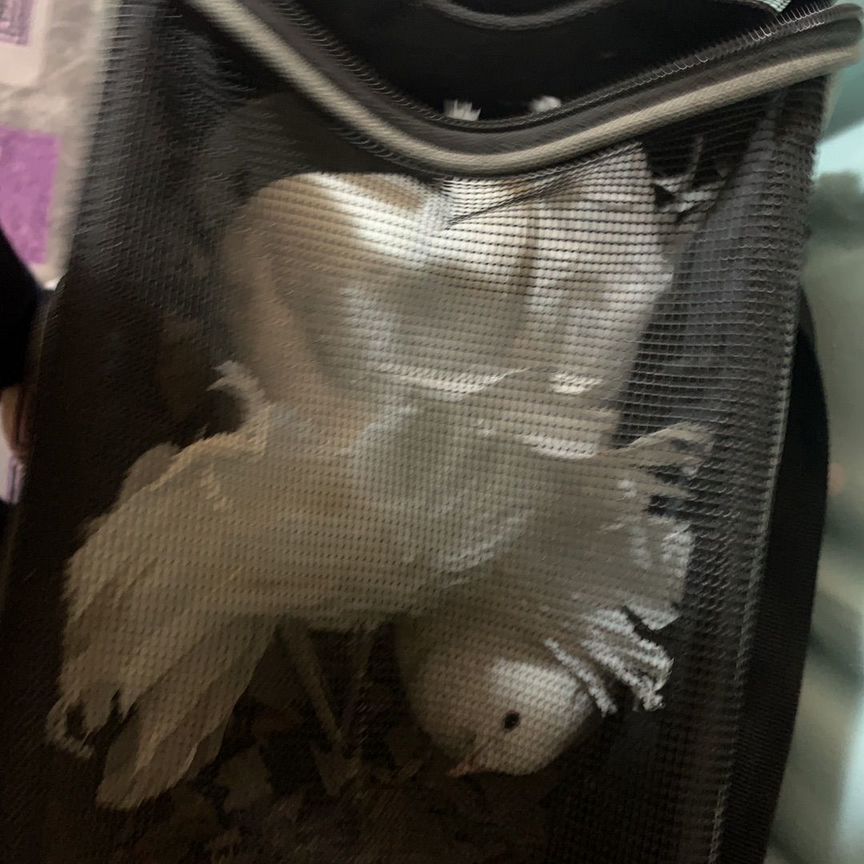 Свадебные голуби