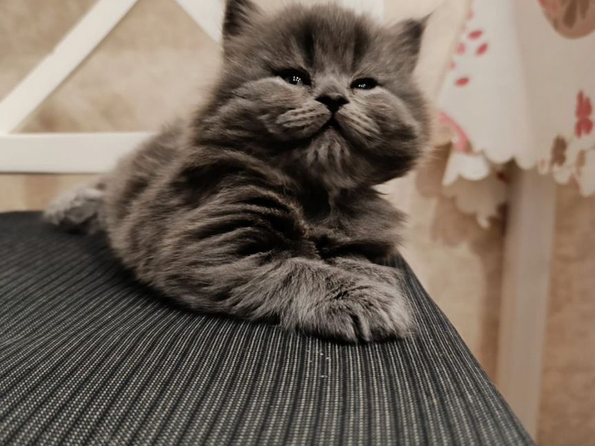 Шотландские вислоухие котята