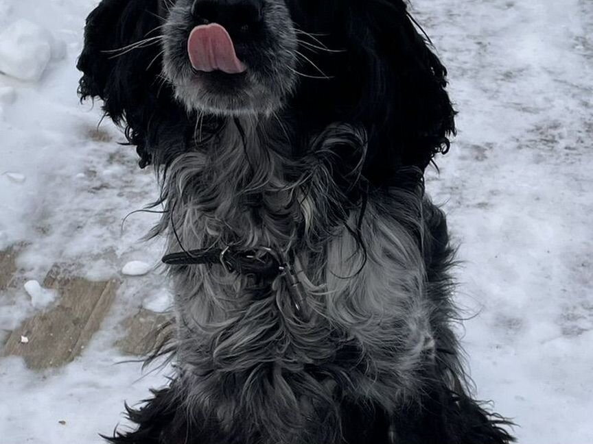 Русский спаниель