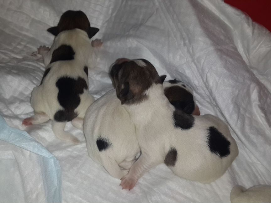 Щенки Джек рассел терьера