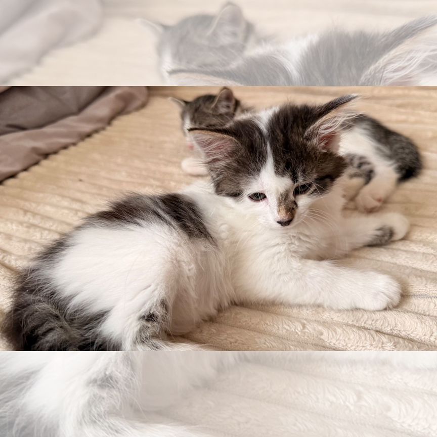 Котёнок в добрые руки