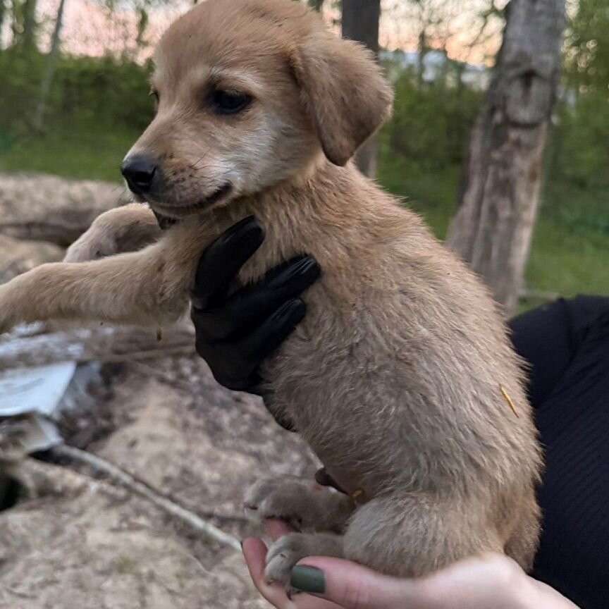 Щенок в добрые руки