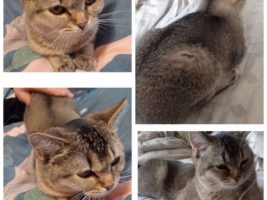 Ищем кота для вязки