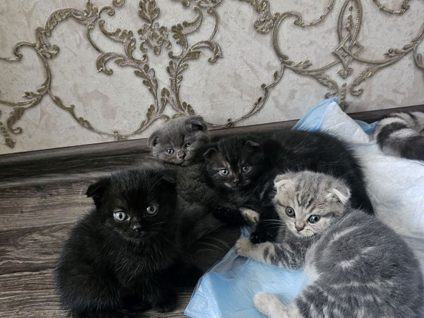 Шотландские вислоухие котята