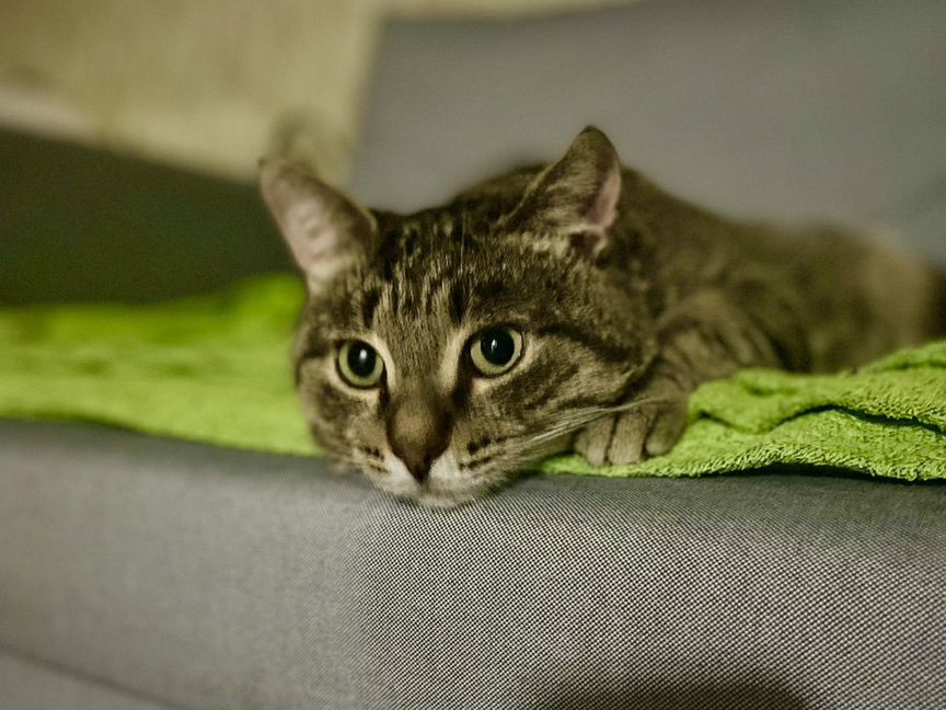 Кот, Фросик