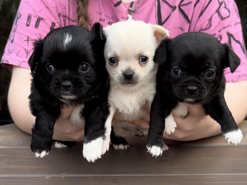 Две девочки и мальчик чихи