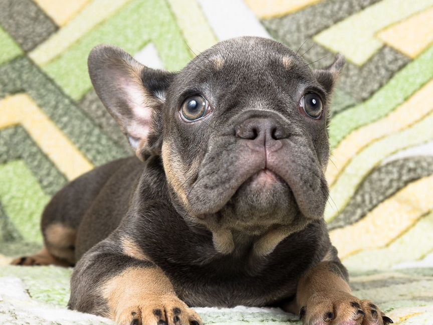 Французский бульдог