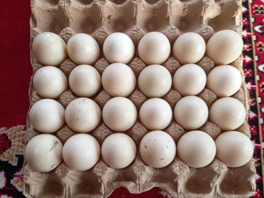 Инкубационное яйцо