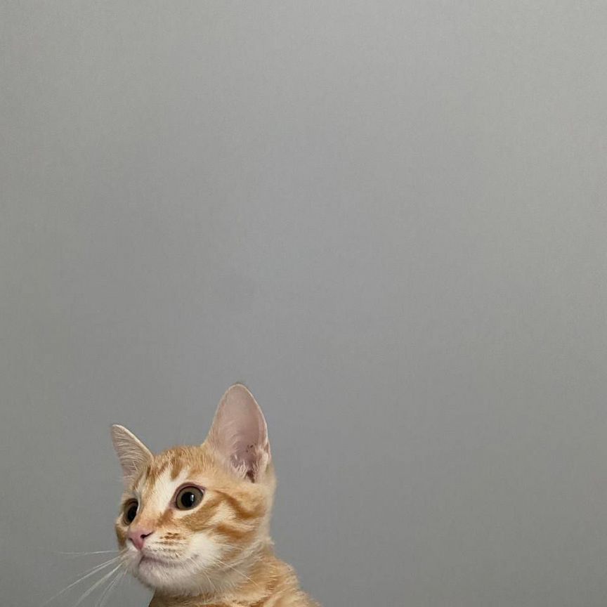 Котенок в добрые руки